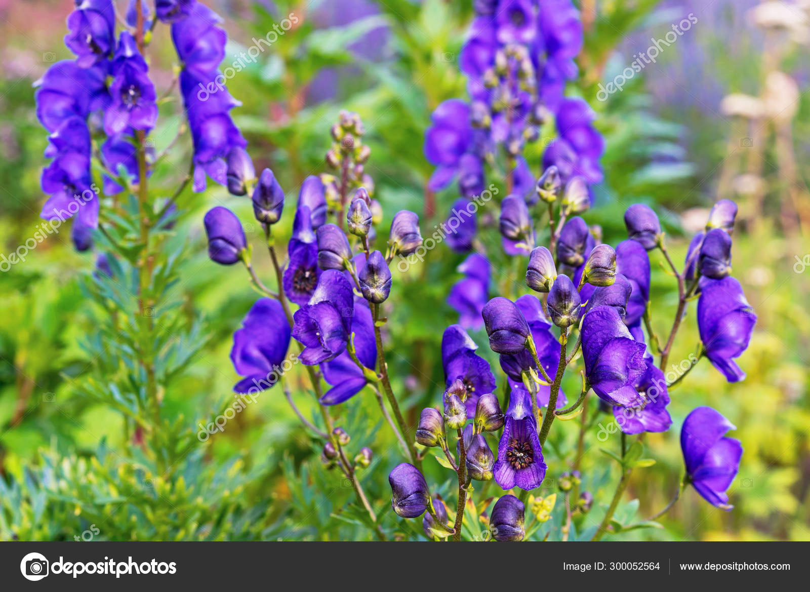 Aconite Root