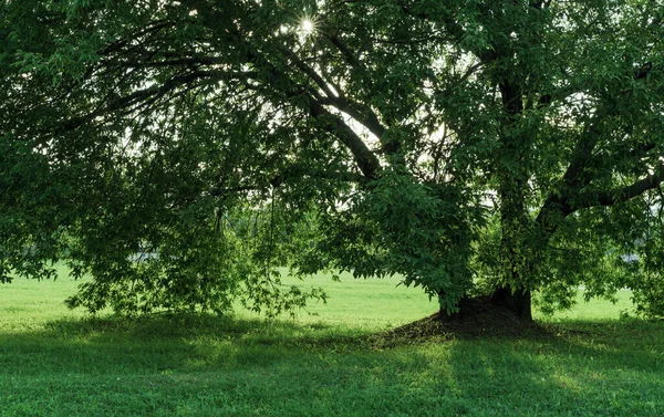 Large tree with spreading branches and sun glare. - Stock Image ...