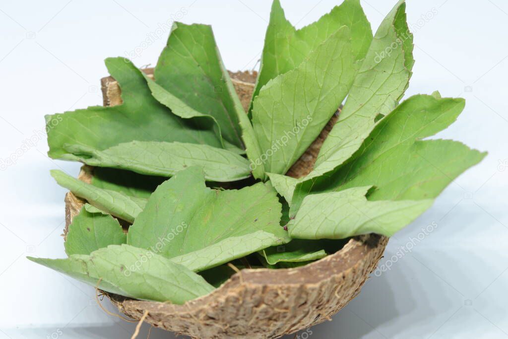 Hojas de Rozelle aisladas sobre fondo blanco 2023