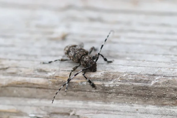 Bug de rancho Stock Photos, Royalty Free Bug de rancho Images ...