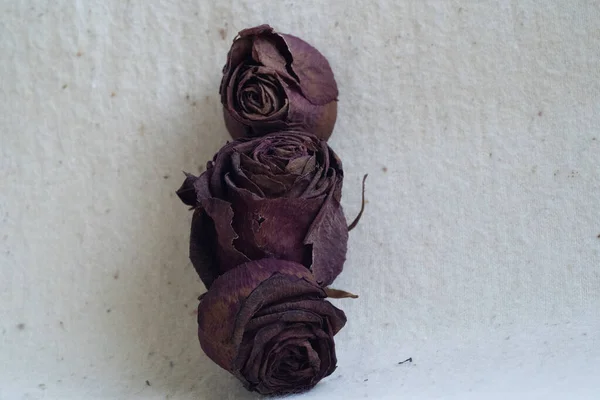 Dead Long Stem Roses Isolated on White Background Stock Photo by ...