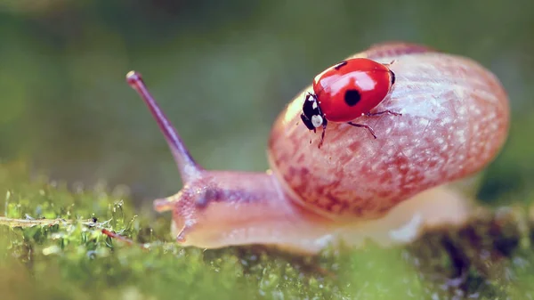Ojos de caracol Stock Photos, Royalty Free Ojos de caracol Images ...
