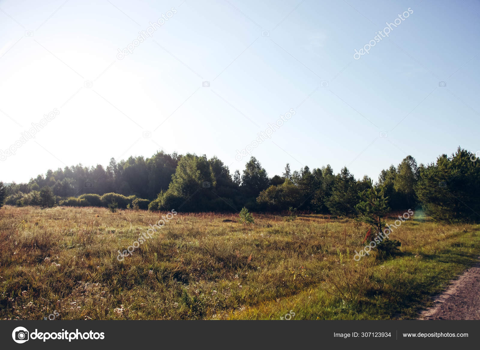 Field and pine forest Stock Photo by ©Alexthq 307123934