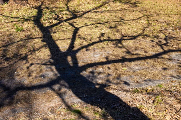 Oak tree shadow Stock Photos, Royalty Free Oak tree shadow Images ...