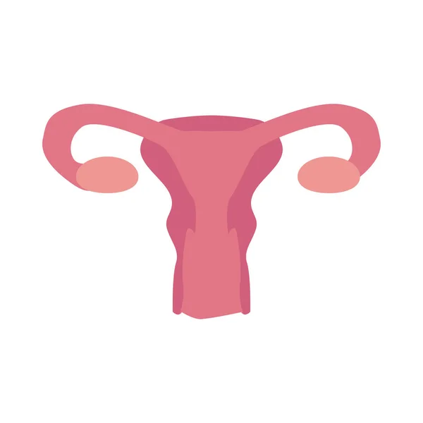 Female Reproductive System Stock Vector Image By ©vec Stock 558650202