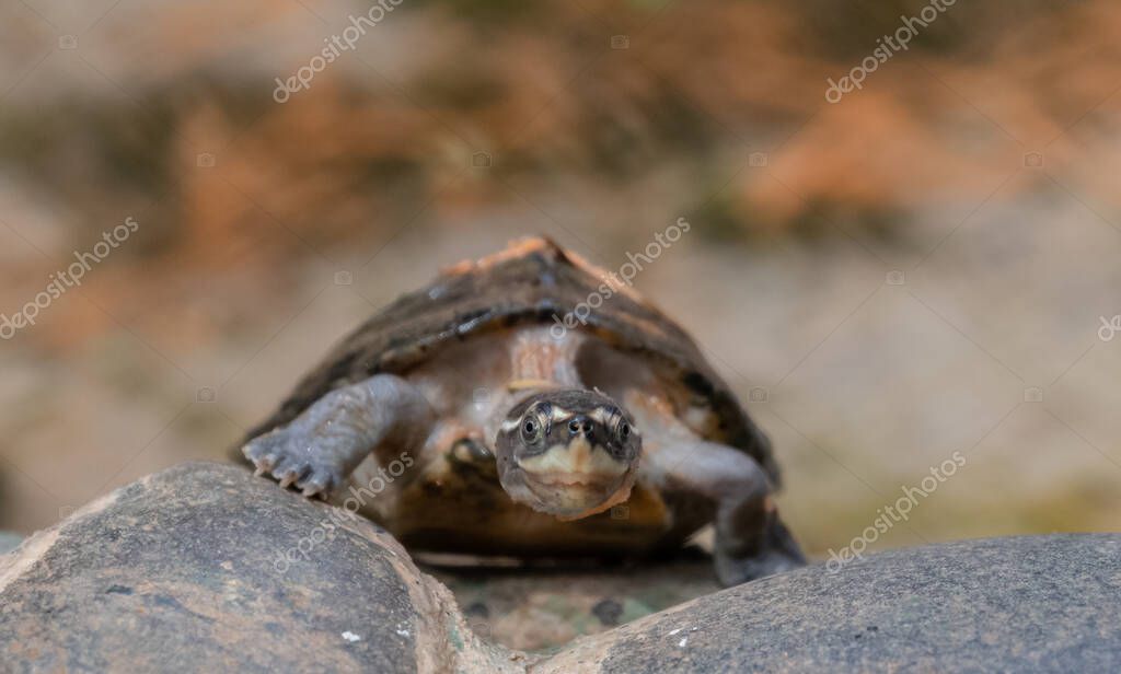 Las tortugas (Testudinidae) son especies de reptiles de la familia ...