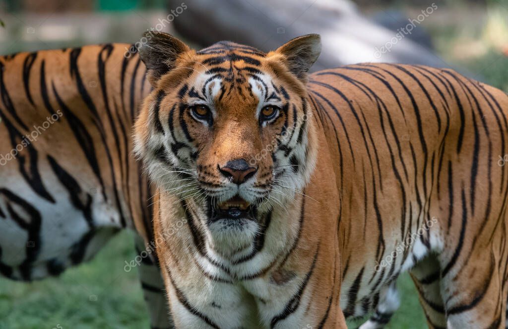 Tigre de Bengala indio (Panthera tigris) en hábitat natural fusilado en ...