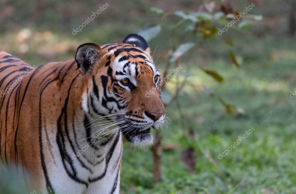 Tigre de Bengala indio (Panthera tigris) en hábitat natural fusilado en ...