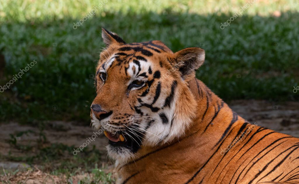 Tigre de Bengala indio (Panthera tigris) en hábitat natural fusilado en ...