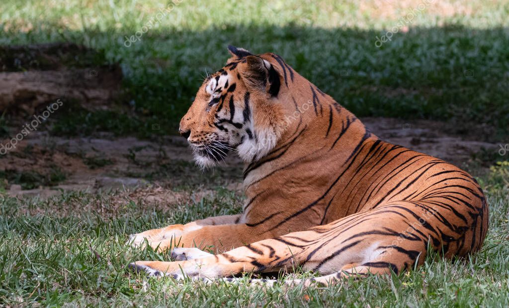 Tigre de Bengala indio (Panthera tigris) en hábitat natural fusilado en ...