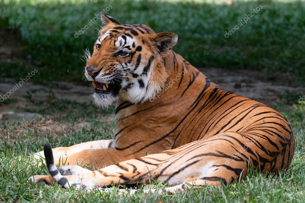 Tigre de Bengala indio (Panthera tigris) en hábitat natural fusilado en ...