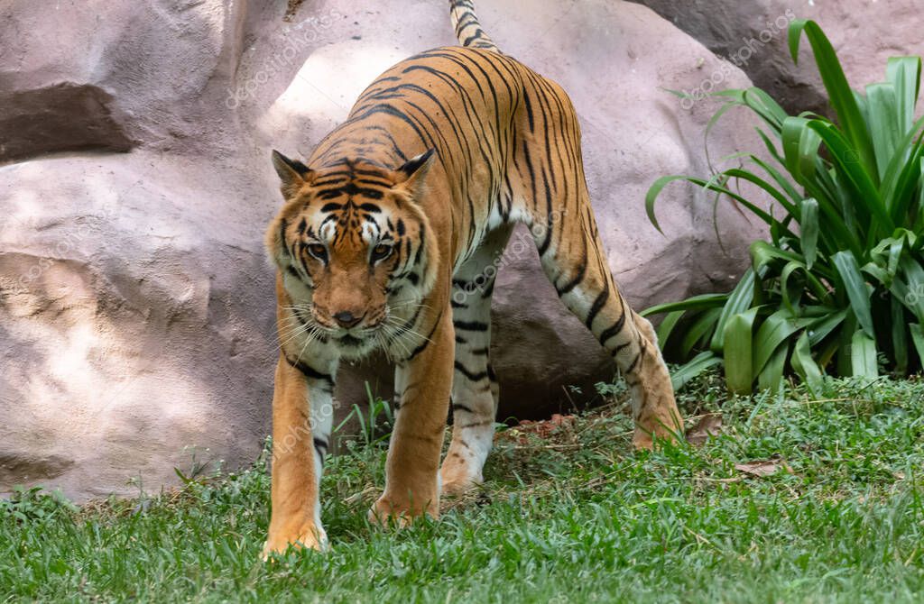 Tigre de Bengala indio (Panthera tigris) en hábitat natural fusilado en ...