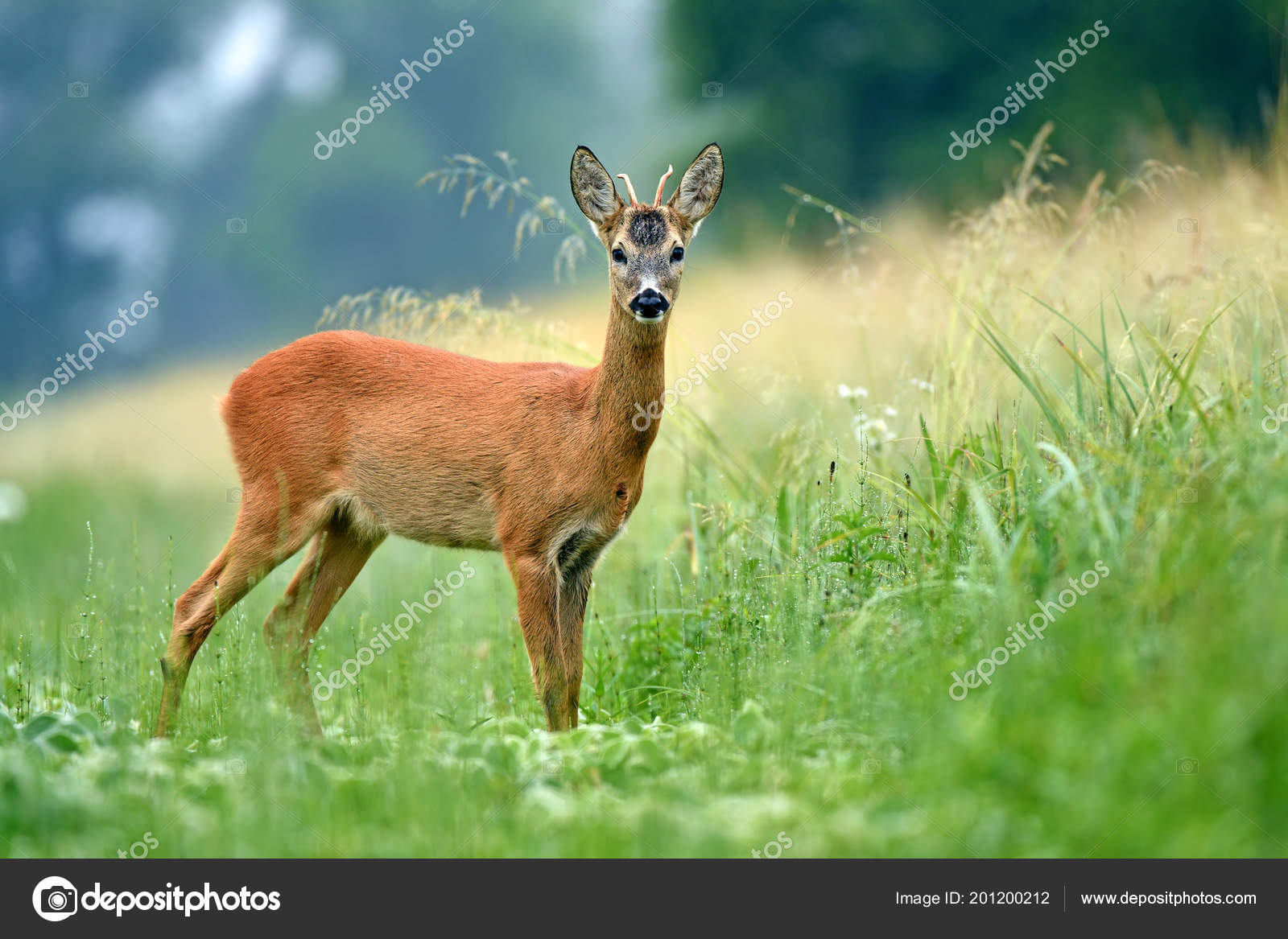 Young Roe Buck Standing Field Looking Camera — Stock Photo © UrosPoteko ...
