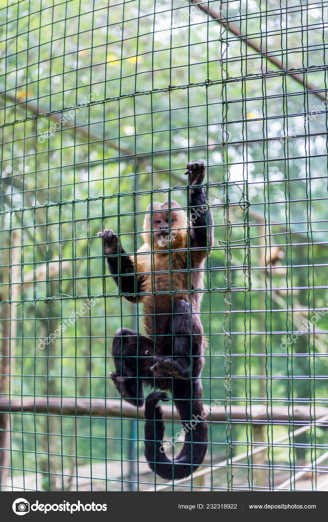 Monkey Cage In Zoo at Wilma Arrington blog