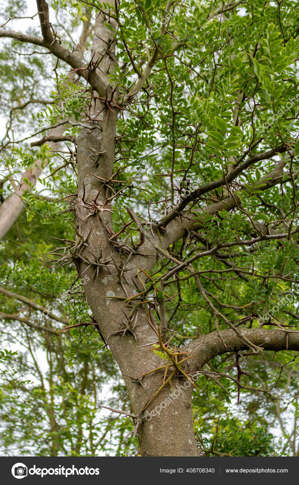 Locust Tree Thorns