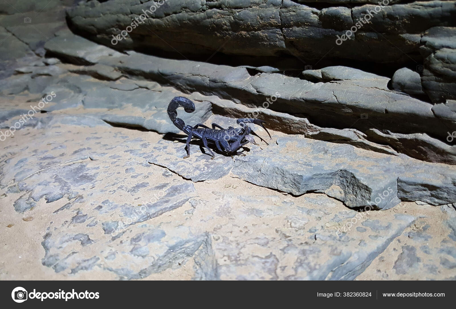 Sahara Desert Scorpion