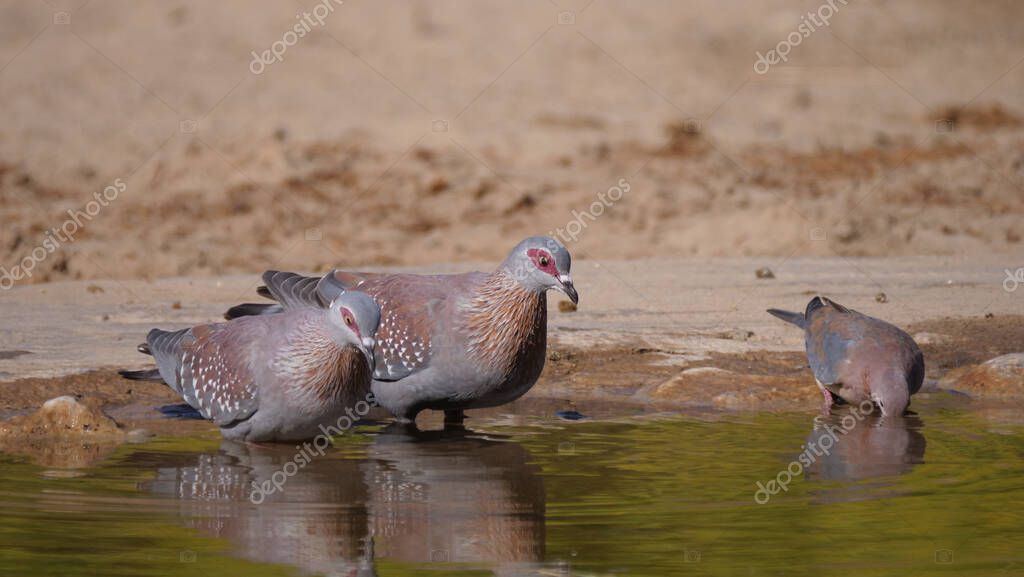 Tres palomas moteadas bebiendo agua de un estanque en frica 2024