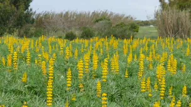 Vidéos pour Lupin jaune, Lupin jaune clips vidéo HD / 4K, footage ...