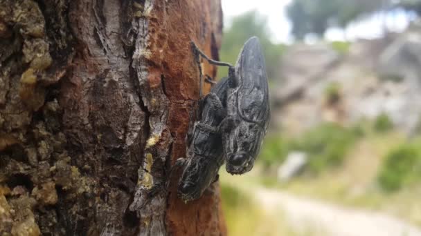 502 Cicada Videos, Royalty-free Stock Cicada Footage | Depositphotos