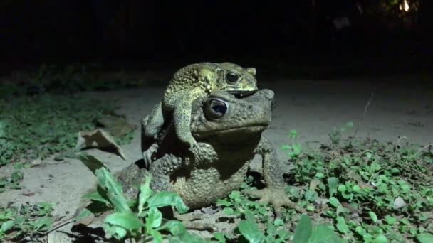 75 Mating of toads Videos, Royalty-free Stock Mating of toads Footage ...