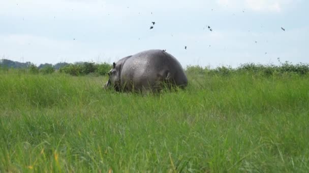 545 Animal poop Videos, Royalty-free Stock Animal poop Footage ...