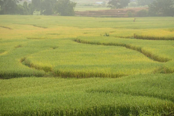 Khet Stock Photos, Royalty Free Khet Images | Depositphotos