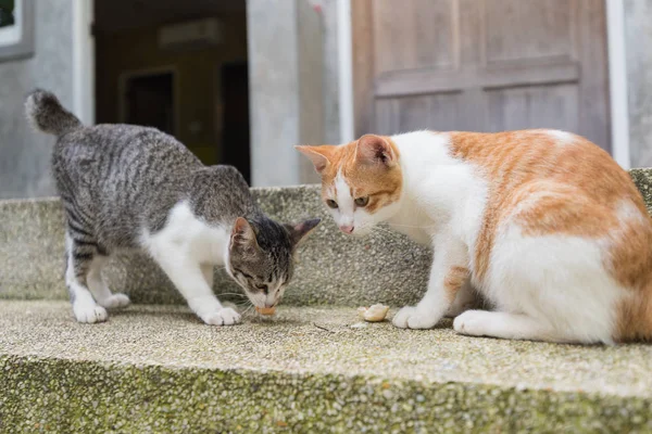 Cats eating Stock Photos, Royalty Free Cats eating Images | Depositphotos
