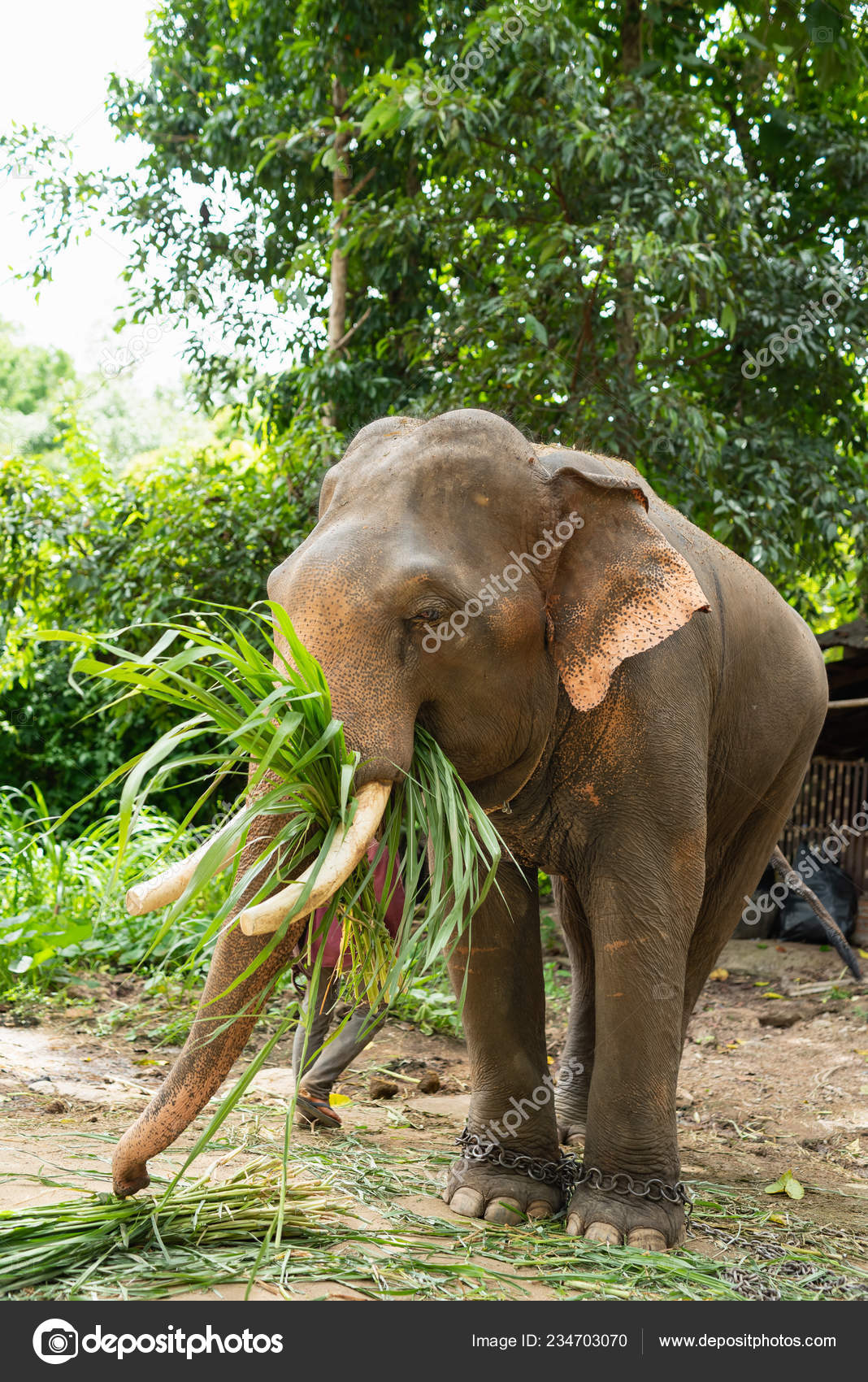 Elephant Eating Grass