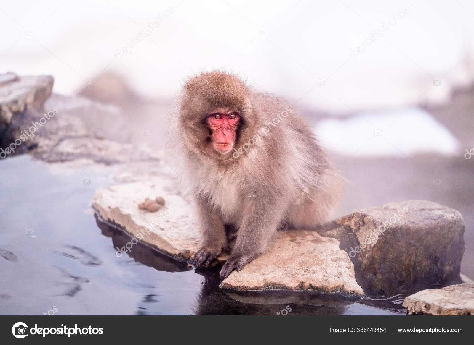 Red Face Snow Monkey Looking Something Jigokudani Monkey Park Japan ...