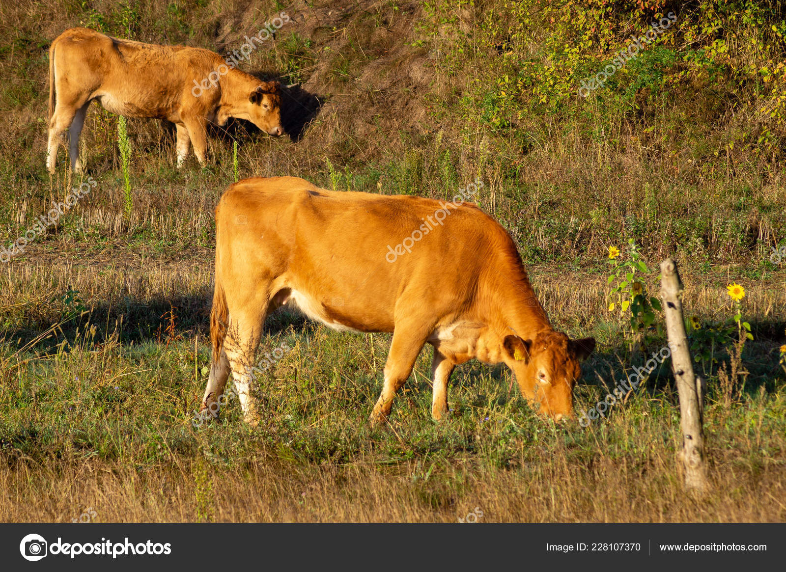 Young Beef Cattle Pasture — Stock Photo © MikeMareen #228107370