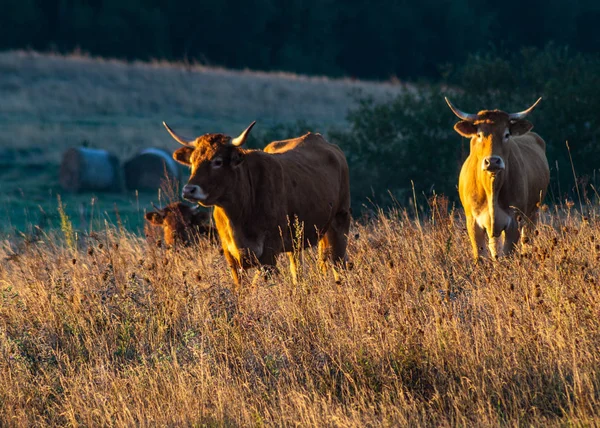 Grazing ruminants Stock Photos, Royalty Free Grazing ruminants Images ...