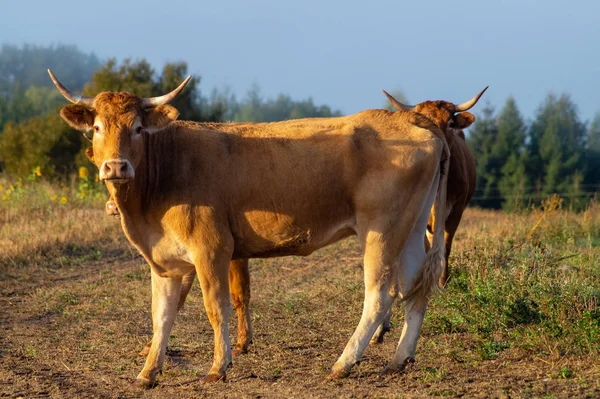 Young beef cattle Stock Photos, Royalty Free Young beef cattle Images ...