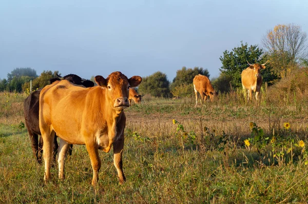 Young beef cattle Stock Photos, Royalty Free Young beef cattle Images ...