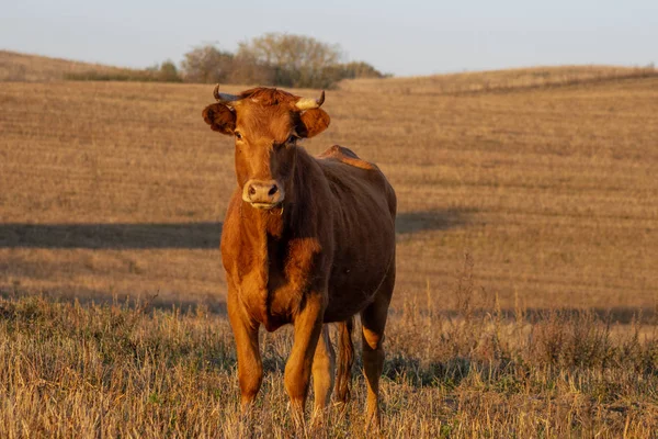 Red cow Stock Photos, Royalty Free Red cow Images | Depositphotos
