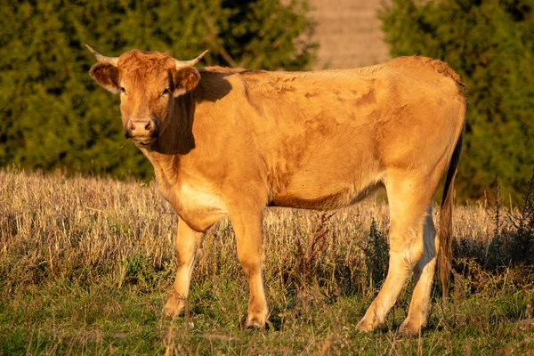 Red cow Stock Photos, Royalty Free Red cow Images | Depositphotos