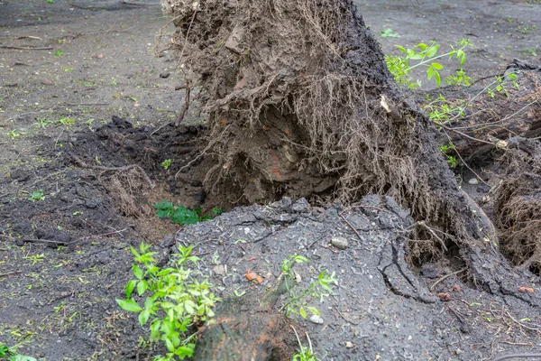 Removing tree roots Stock Photos, Royalty Free Removing tree roots ...