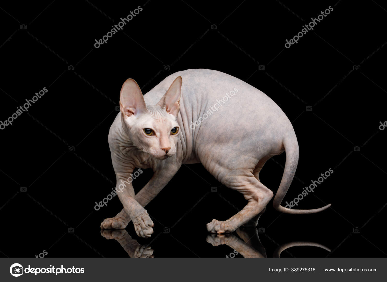 Sphynx Cat Crouching Hunting Looking Back Isolated Black Background ...