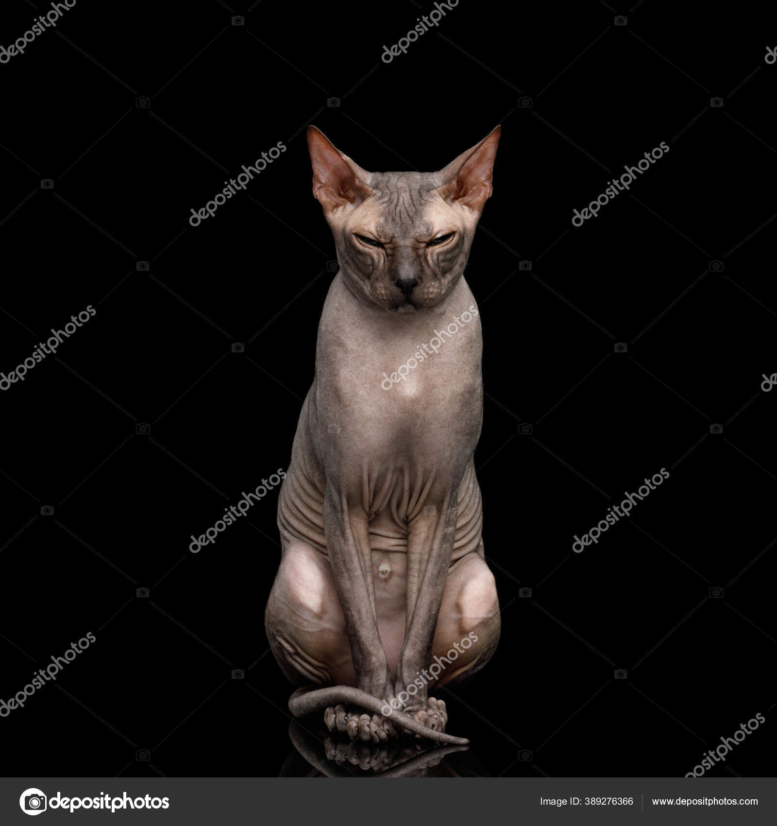 Cat Sitting Front View