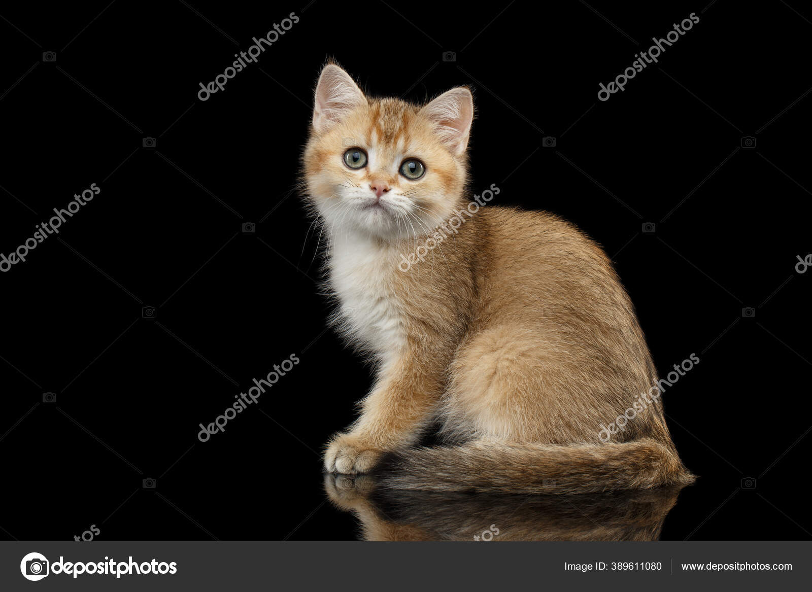 Cute British Breed Kitty Gold Chinchilla Color Tabby Sitting Isolated ...