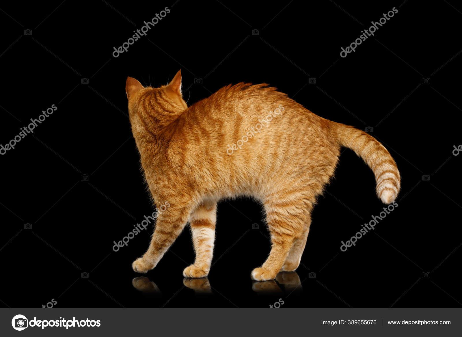 Cat Standing Side View