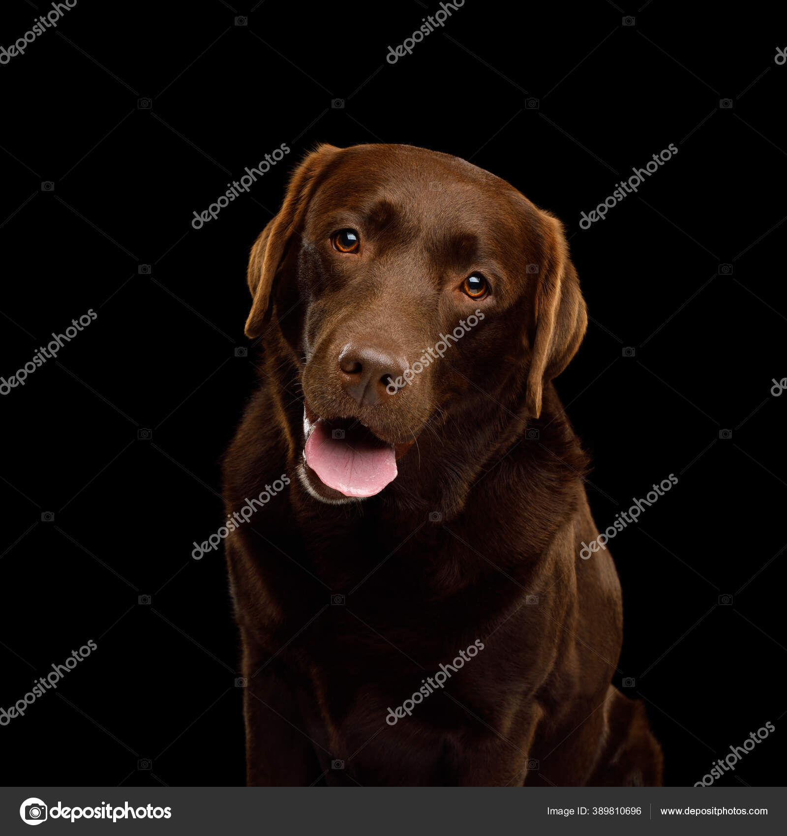 Funny Portrait Happy Labrador Retriever Dog Looking Camera Smiling ...