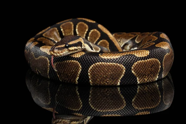 Ball python Stock Photos, Royalty Free Ball python Images | Depositphotos