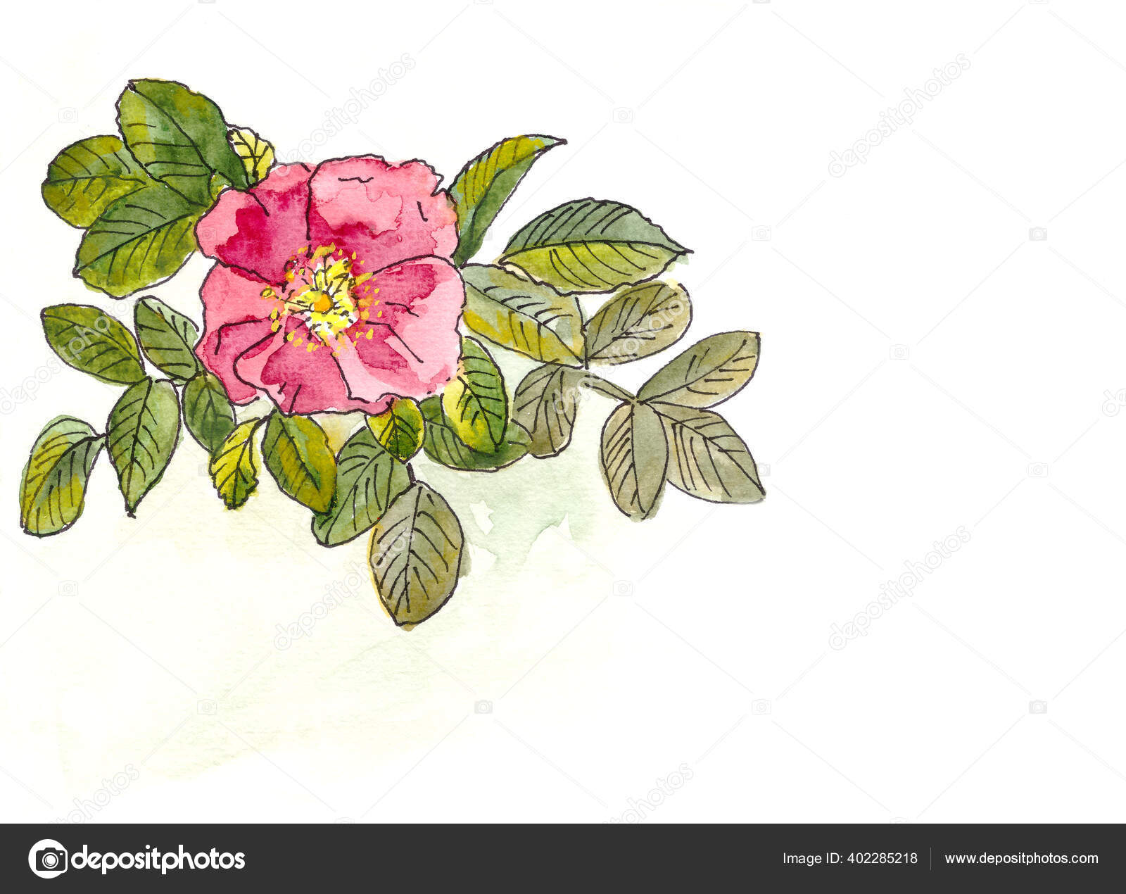 Rosehip Branch Flower Leaves Graphic Linear Watercolor Drawing ...