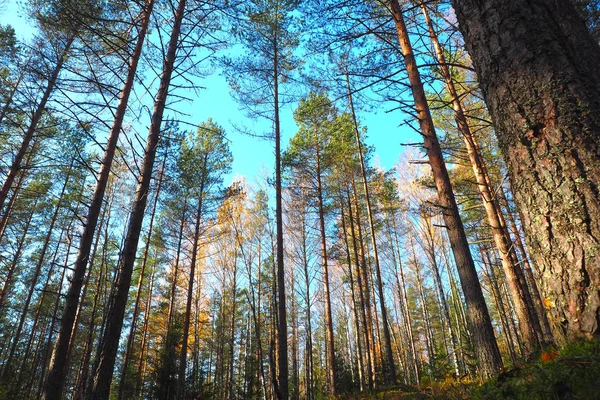 Timber reforestation Stock Photos, Royalty Free Timber reforestation ...