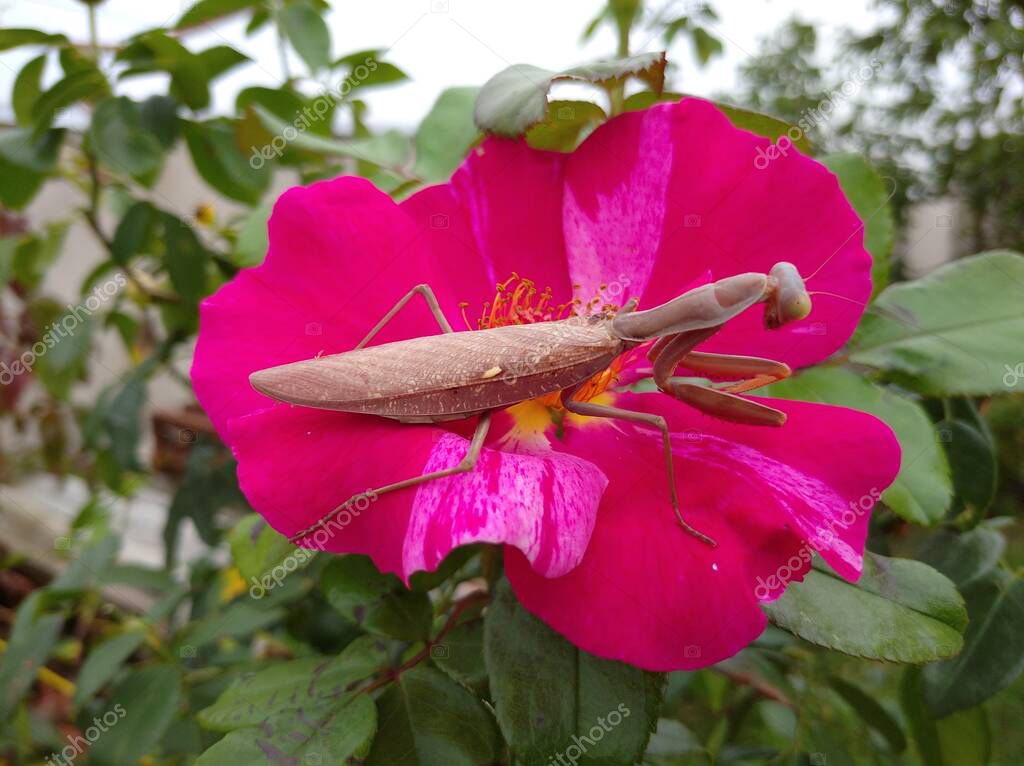 mantis marrón insecto sentado en una flor de rosa roja abierta 2023