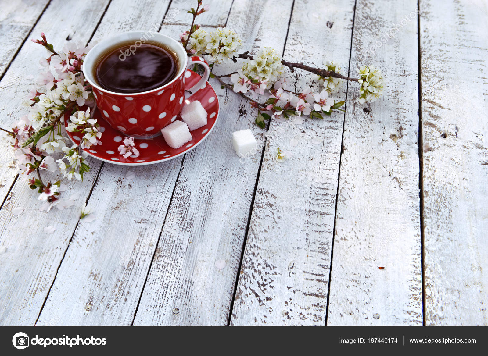 Red Spotted Cup Tea Sugar Blooming Branches Copy Space Spring — Stock ...