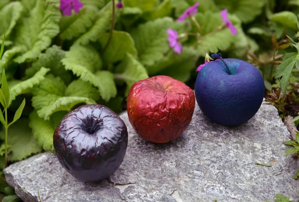 Three colorful painted or magic poisonous apples in the garden outdoors ...