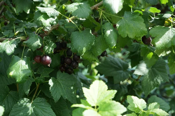 El jostaberry, Ribes nidigrolaria, es un arbusto frutal complejo en el ...