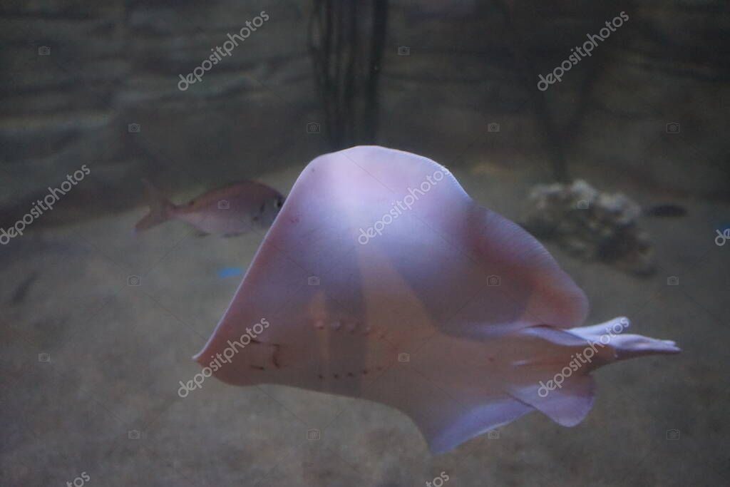 Rayos en el agua. Los rayos Batoidea se distinguen por sus cuerpos ...