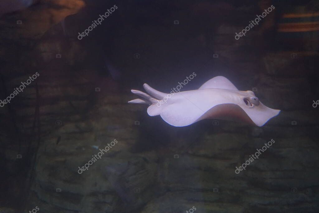 Rayos en el agua. Los rayos Batoidea se distinguen por sus cuerpos ...
